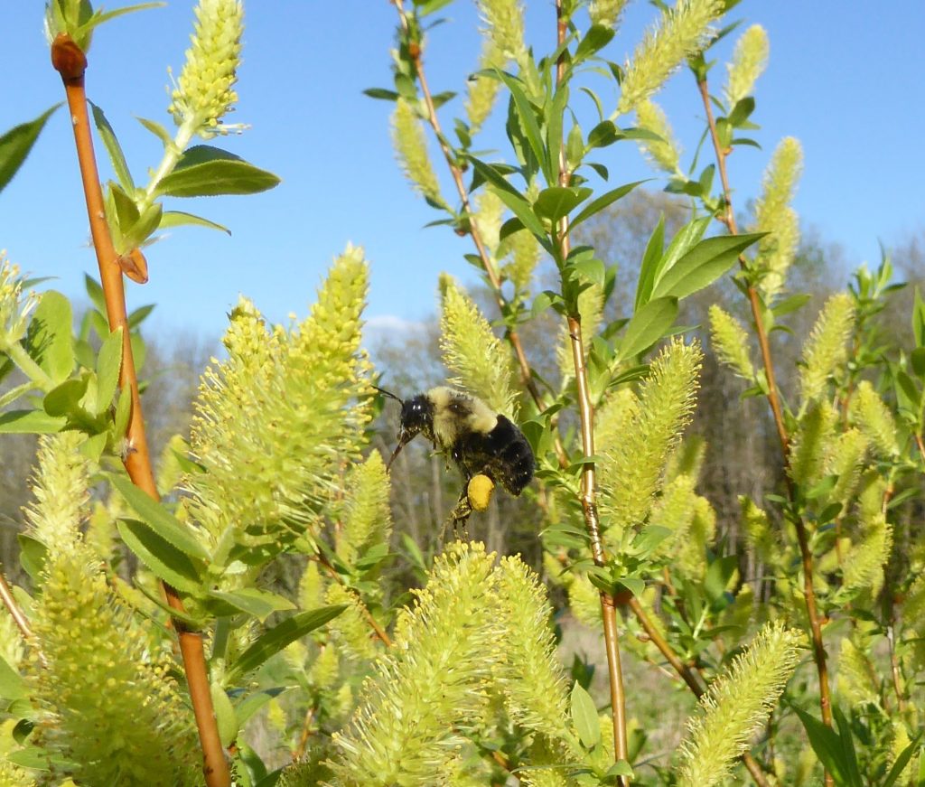 Fast-growing and Versatile: UConn Researcher is Working to Plant More ...