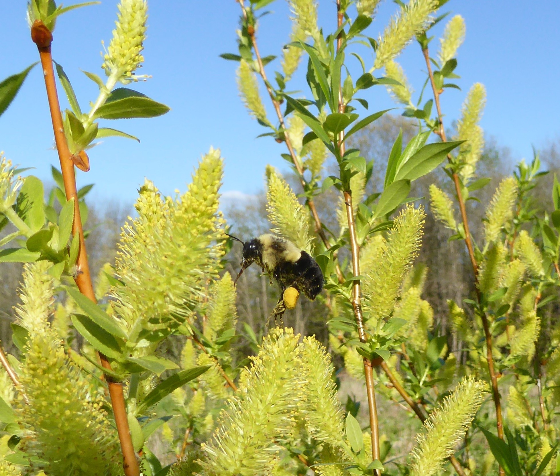 Fast-growing and Versatile: UConn Researcher is Working to Plant More ...