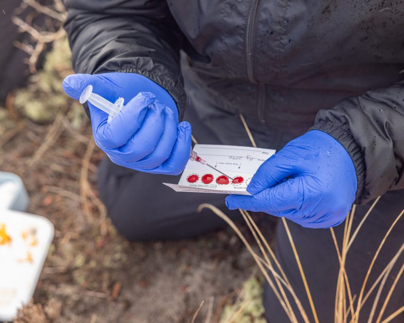 A Better Way of Taking Marine Mammal Blood Samples - UConn Today
