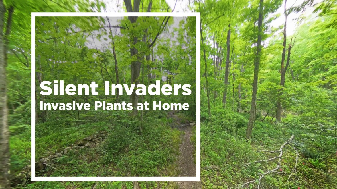 New Program Trains CT Residents to Manage Invasive Plants - UConn Today